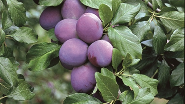 Birton eriği dünyayı geziyor | tarlasera